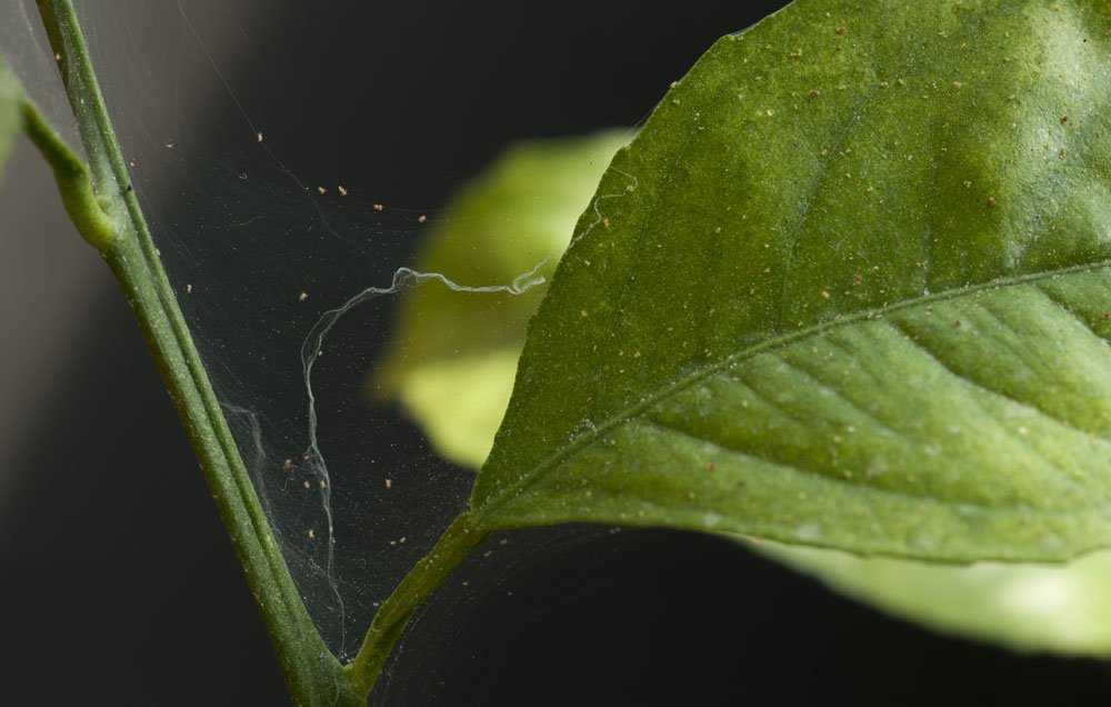 How To Identify And Control A Spider Mite Infestation by Quiet Vill...