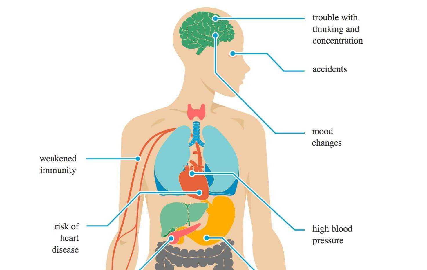 This interactive map shows how sleep deprivation affects your body by