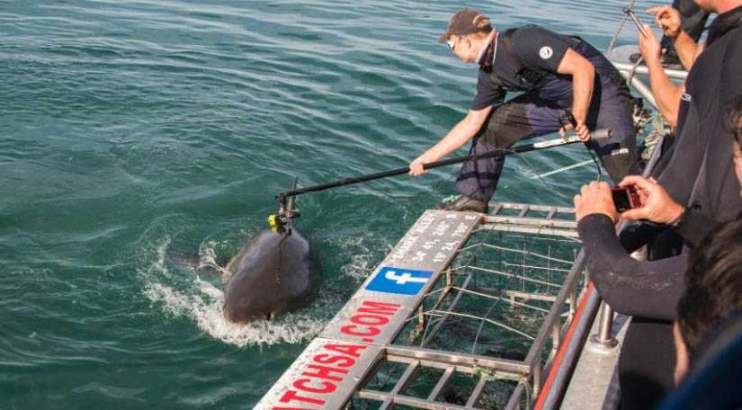 Scientists Attach Cameras to White Sharks to Watch How They Hunt Their
