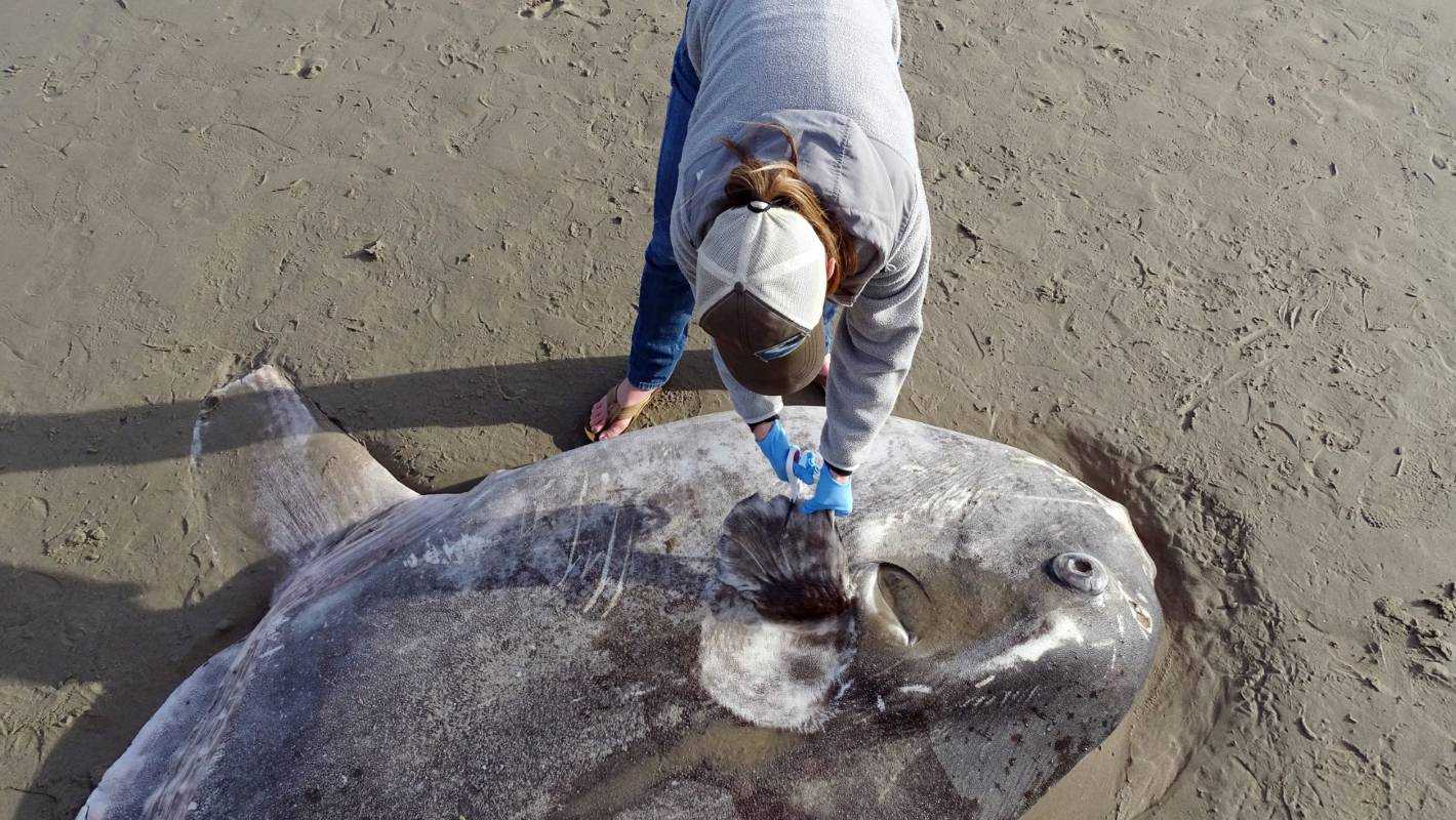 How a bizarre, monster fish hoodwinked researchers around the world by